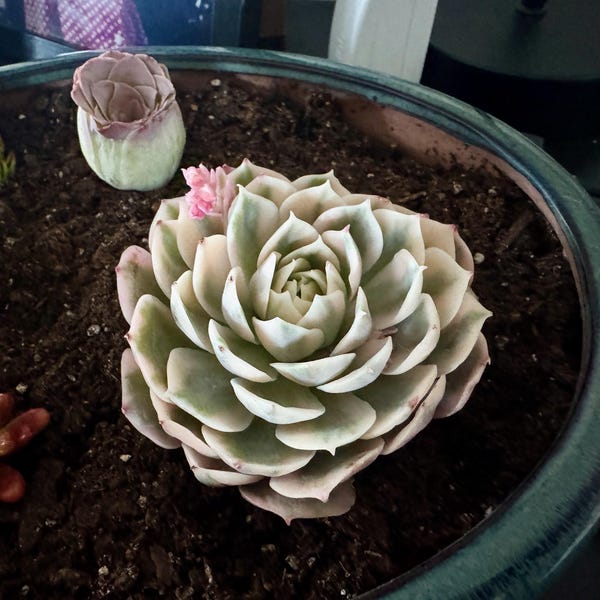 Echeveria Onslow Variegated Succulent Plants, 1 Head 3” Imported Live ... Echeveria Onslow Variegated Succulent Plants, 1 Head 3” Imported Live ...