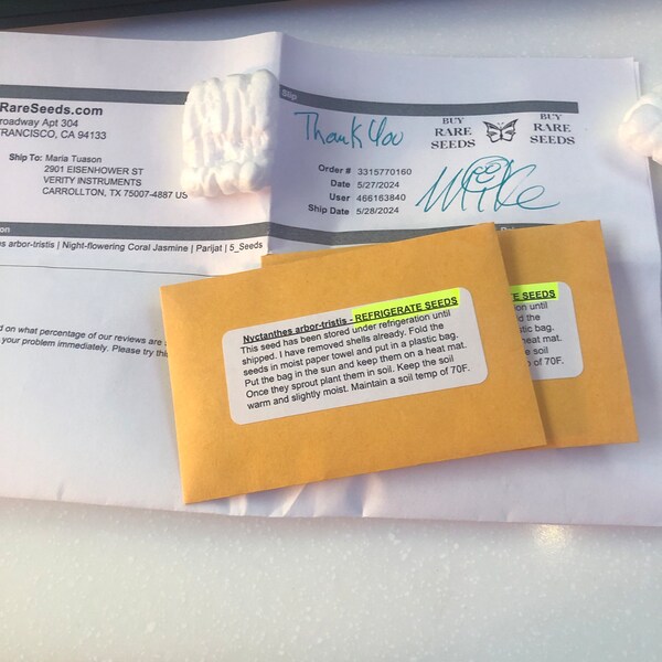 Trachycarpus Fortunei Chinese Windmill Palm Chusan 10_seeds - Etsy