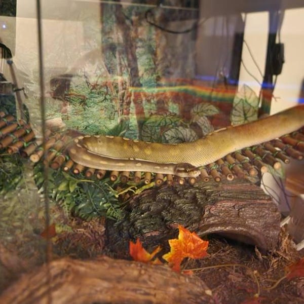 Bamboo Bridge- 4" Width - (perfect for Crested Geckos, Leopard Geckos ...