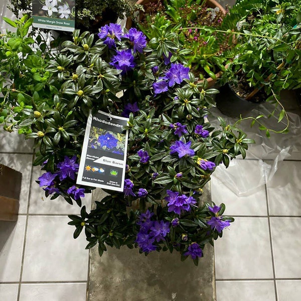 Rhododendron Blue Baron - Very Purple(blue) Small Blooms - Will Grow to ...