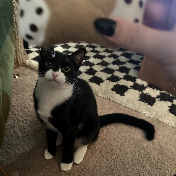 Catnip Cannoli Cat Toy - Etsy