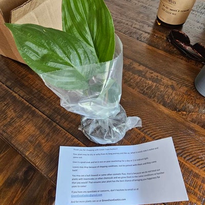 Live Black Bat Flower Buds Forming on Many Now 1 Gallon - Etsy