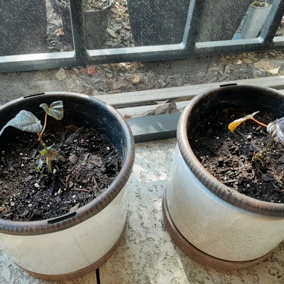 Auntie Lilli's™ South Sea Salad Bele Tree Abelmoschus Manihot Live ...