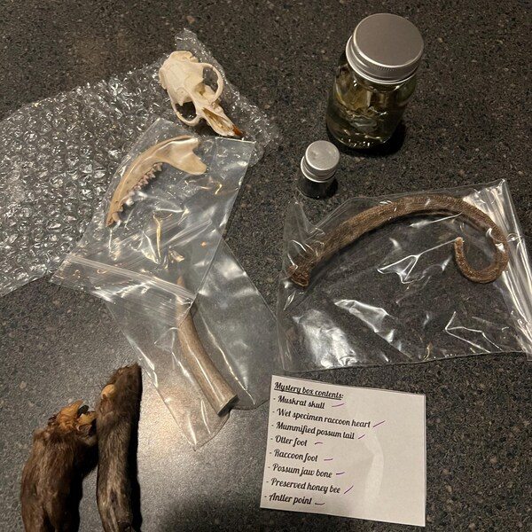 Freeze Dried Yak Feet for One Taxidermy Yak, Deer Antlers, Taxidermy ...