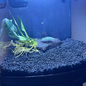 Java Fern Black Forest Hardy Leaf Pot Freshwater Live Aquarium - Etsy