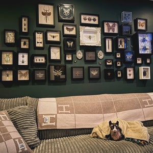 Rare Pink Form Gaudy Commodore Butterfly Framed Taxidermy Precis ...