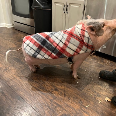 Fleece Strap Sweater Double Layer Pig Coat With Leash Hole Mini Pig ...