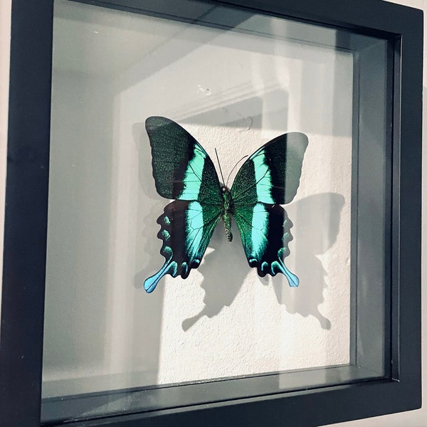 Mounted Fox (trophy) - Etsy