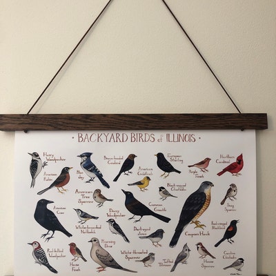 Illinois Backyard Birds Field Guide Art Print / Watercolor Painting ...