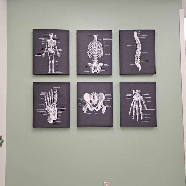 6 Skeleton Anatomy Poster Skeletal System Structure Medical Art Doctor ...