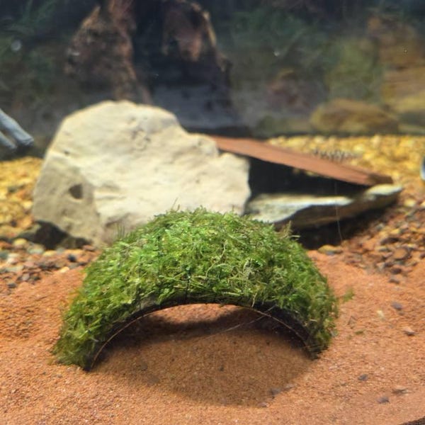 Pogostemon Helferi (downoi Plant) Tissue Culture, Easy Live Aquatic ...