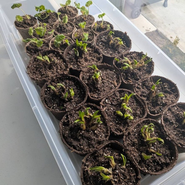 Vinca - Creeping Myrtle - 3.5" Potted Plant - Etsy