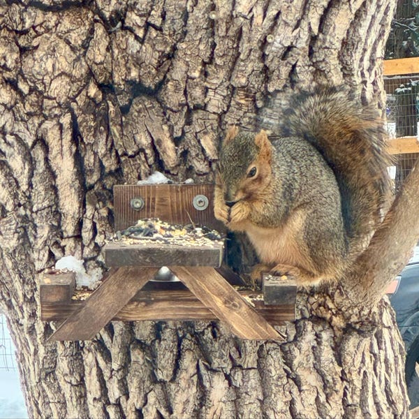Squirrel Feeder, Squirrel Picnic Table, Picnic Table for Squirrel ...