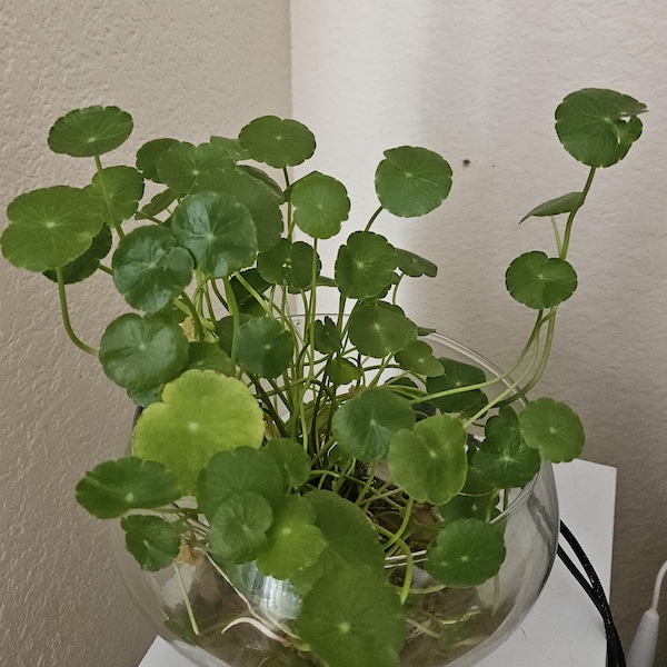 Copper Coin Pennywort Plant: Easy Grow Hydrocotyle Vulgaris - Etsy