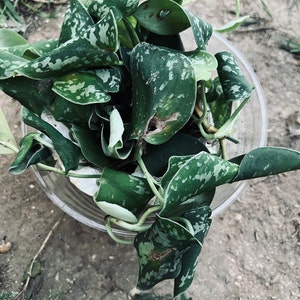 Calathea Makoyana peacock Dwarf Variety Grown in a 6 Pot - Etsy