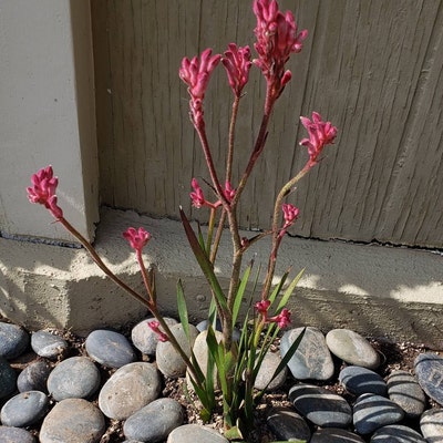 6 Inch Tall in 4 Inch Pot colorful Bromeliad easy Care Keep - Etsy
