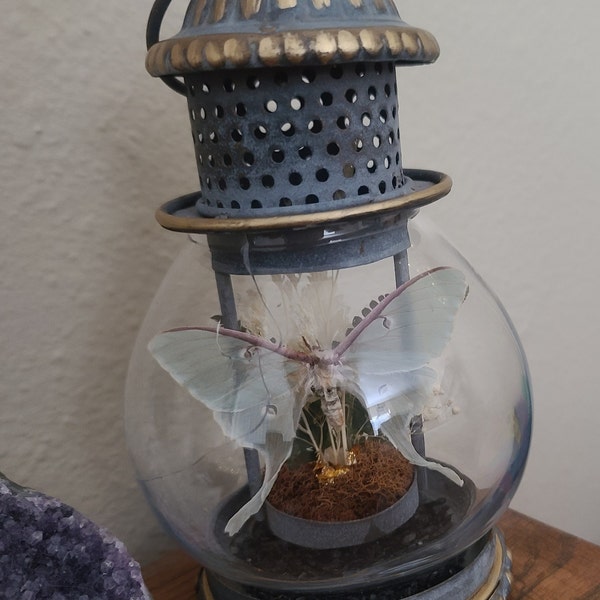 Chick Terrarium; Taxidermy Gift, Animal Art, Goth Gift, Goth Decor ...