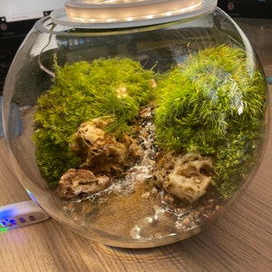 Turquoise Tropical Springs Terrarium With Live Moss in Mini - Etsy