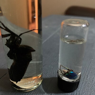 Wet Specimens REAL Mixed Lot of Assorted Specimens in Vials Collection ...