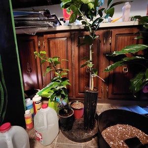 Thornless Mexican Key Lime Tree 26-30 Tall Gallon Pot Live Plant Citrus ...
