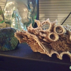 Giant Ice Age Capybara Fossil Set - Etsy