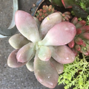 Rare Pink Moonstone Succulents Pink Pebble Rosette Plants - Etsy