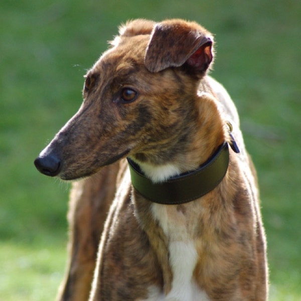 The 'willow' Lurcher Collar. Beautiful English Bridle Leather Collar ...