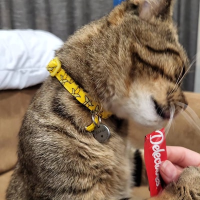 Cat Collar Steampunk Victorian Stripes or Floral With Vintage Drop ...