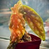 Callisia Repens gold Form Creeping Inch Plant/turtle Vine 2 Starter ...