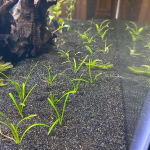 15x Dwarf Sagittaria Subulata Dwarf Sag Live Aquarium Plants Aquatic ...