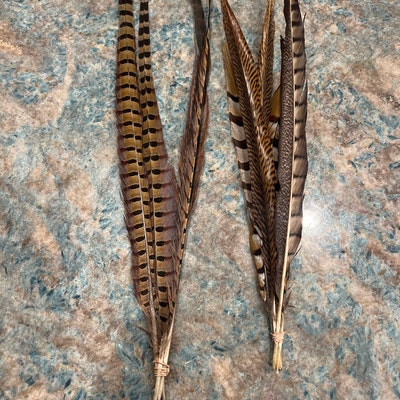 MIXED Natural Pheasant Feathers 1224 Ringneck/reeves/golden/amherst for ...