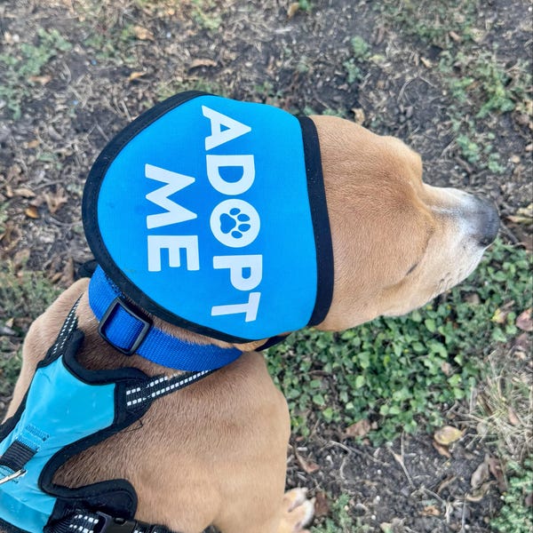 5-pack ADOPT ME Bandana Scarf for Rescue Dogs - Etsy