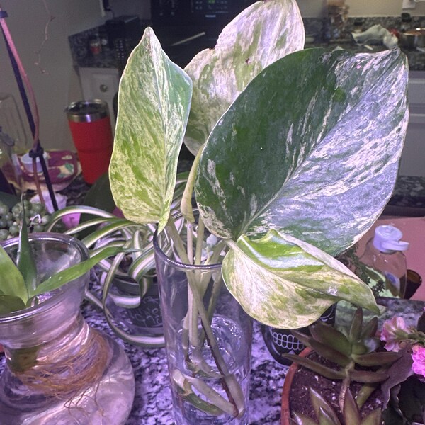 Rare Variegated Philodendron Mican Aurea in a Nursery Pot - Rare ...