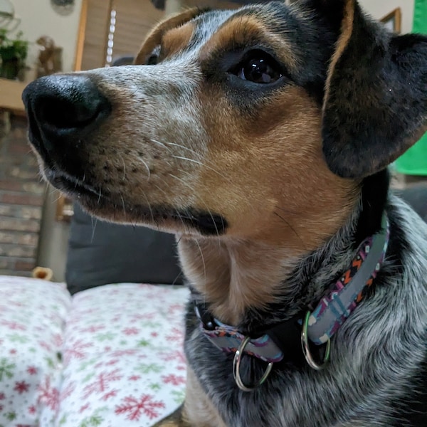 BREAKAWAY Dog Collar - Choose Any Print! Optional Personalized ID ...