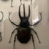 Pack of 3 Stag Beetles Neolucanus Parryi 20/30mm , Thailand, for All ...