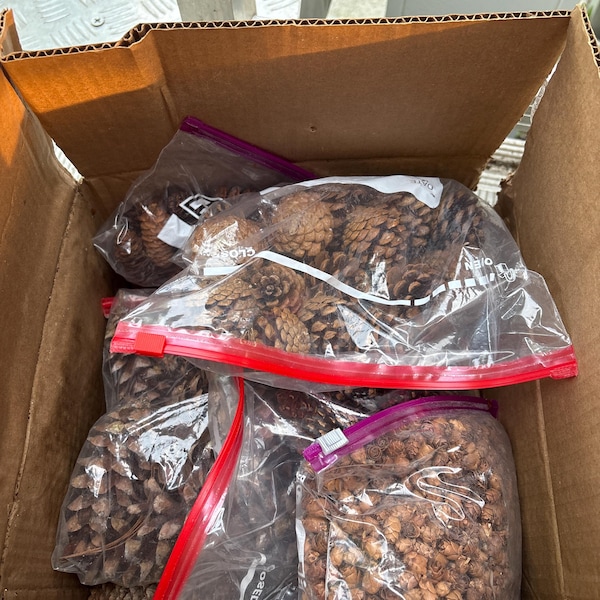 Pine Cone Assortment, 10 Red Pine, 5 White Pine, 5 Norway Spruce, 10 ...