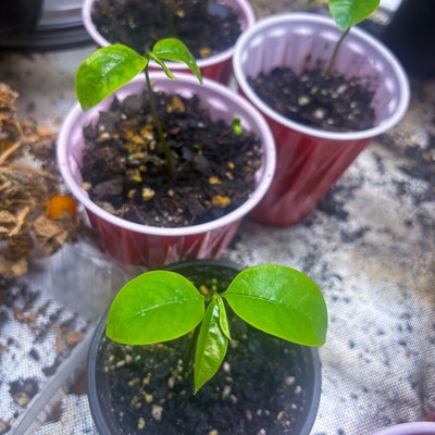 20x Golden Trumpet Tree Seeds, Handroanthus Chrysanthus, Guayacan ...