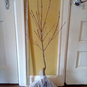 Cornus Sericea 'bergeson Compact' Dwarf Red Twig | Etsy