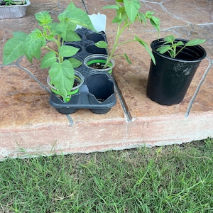 Manuka Tree Seeds leptospermum Scoparium Packet of 10 Seeds Palm Beach ...