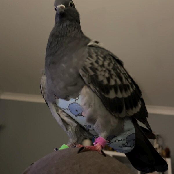 Minibrief Pigeon Pants Bird Diaper Flightsuit - 24+ Designs to Choose ...