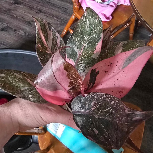 Philodendron Pink Princess Marble "high Pink Color" :indoor Plants ...