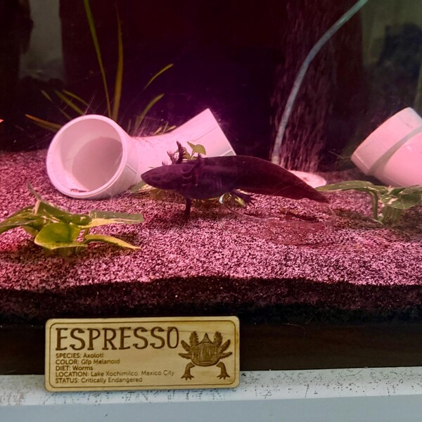 Wooden CREATURE PINS | Any Species | Custom Reptiles Amphibians ...