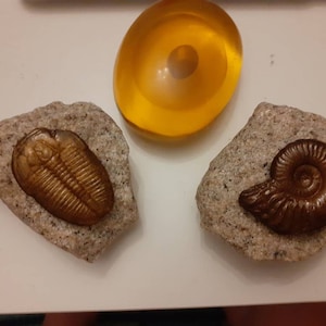 Pokemon Dome Fossil - Etsy