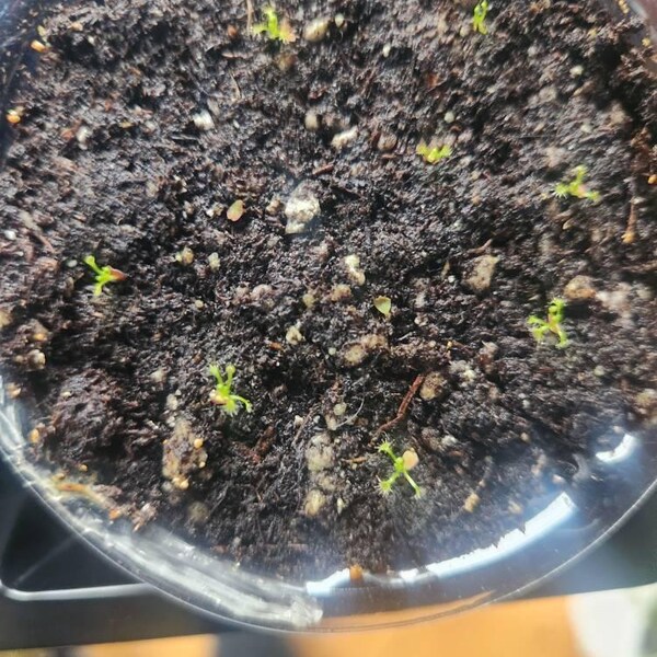 Pinguicula X "pirouette" Butterwort Hybrid - Rare Live Carnivorous ...