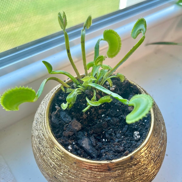 Live Venus Flytrap Plant Kit in 4.5 Terrarium Carnivorous Plant Food ...