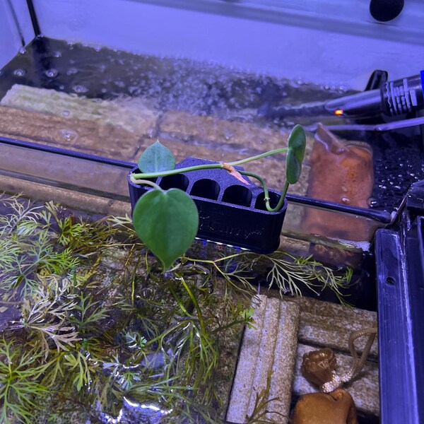 Poth-o-carry® Original: Aquarium Rim Pothos Holder - Etsy