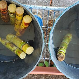 5 Fresh Cutting Vines No Root Puerto Rico Sweet Potatoes Strong to Grow ...