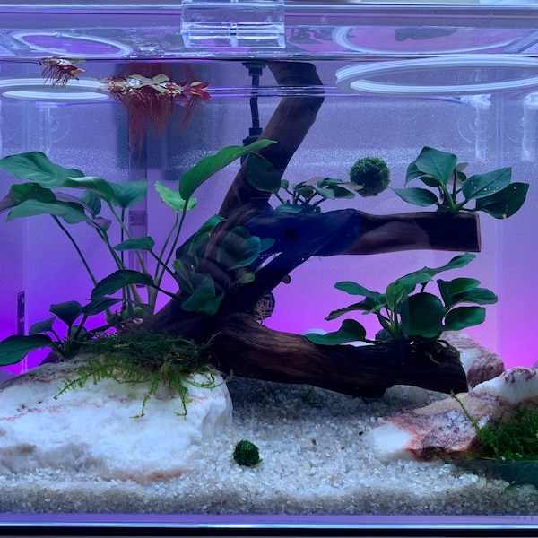 Floating Java Moss With Plant Anchor Live Aquarium Plant Terrarium ...