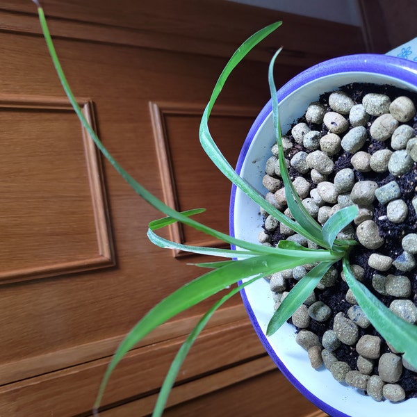 Transparent Pot for Interior Plants 12 Cm Clear Plastic Pots for Plant ...