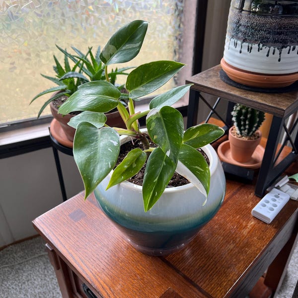 Harmony's Mustang Sally African Violet Live Plant, Young Starter in a 4 ...